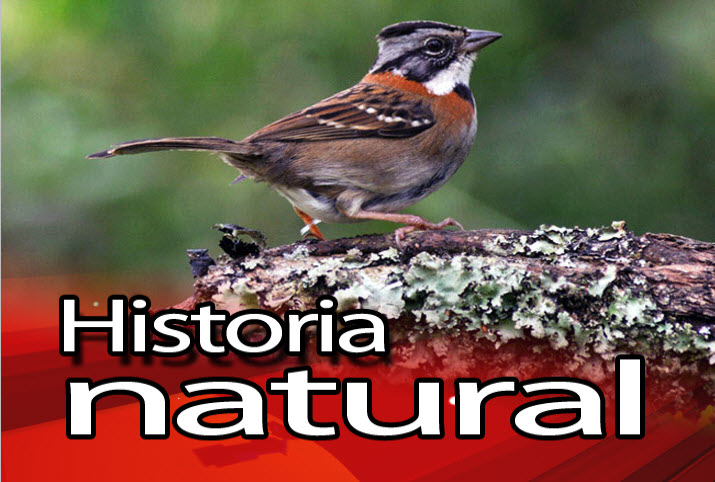 El Chamón: el hijo adoptivo del copetón - Canal 1