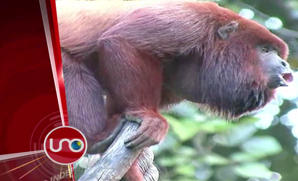 Corte debe decidir si reintegra un mico a una familia humana - Canal 1