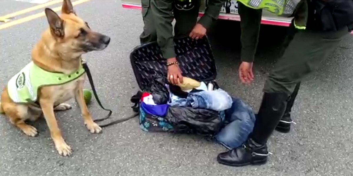 Spike, el perro antinarcóticos estrella de la Policía de Antioquia ...
