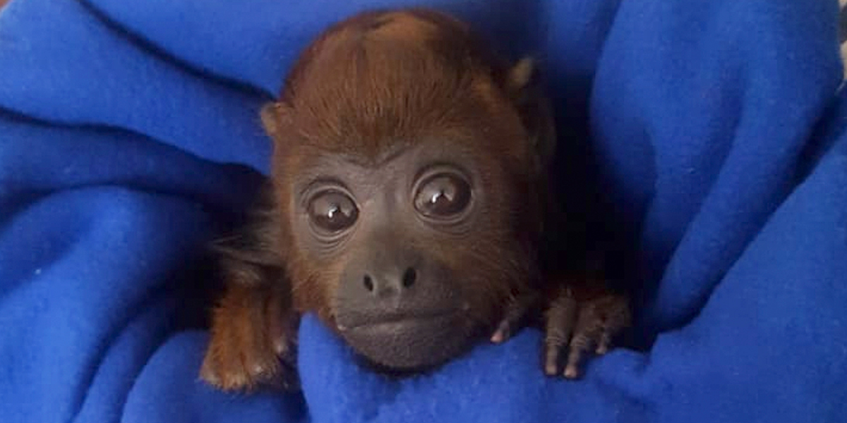 Rescatado mono aullador cachorro que fue abandonado en la basura - Canal 1