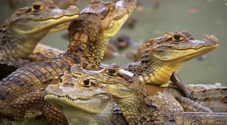 Cazador de 3.600 babillas ahora tiene curul en el concejo de San Marcos ...