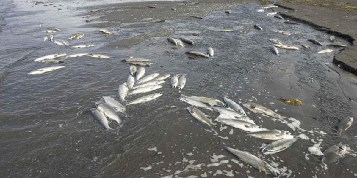 Alerta ambiental por mortandad de peces en el Atlántico - Canal 1