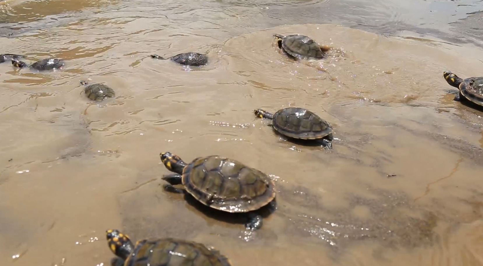 Centenares de tortugas volvieron a la vida salvaje en las playas del ...