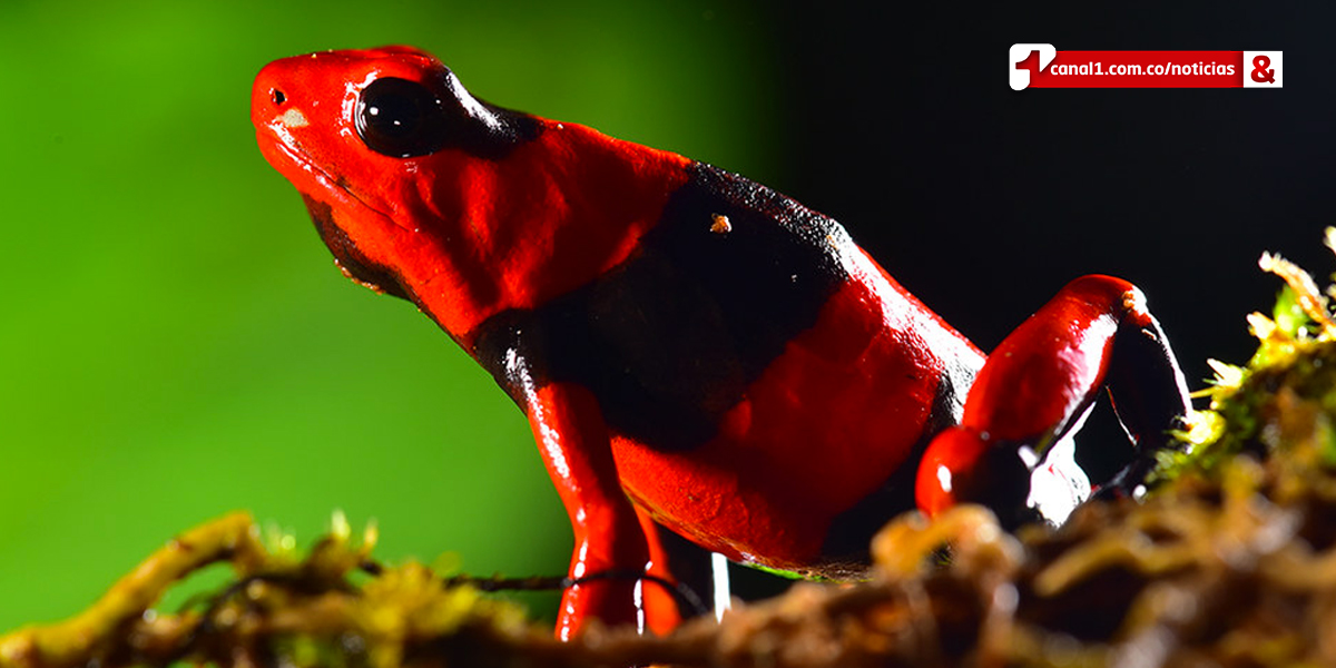 Alerta por peligro de extinción de rana única en el mundo ubicada en el ...