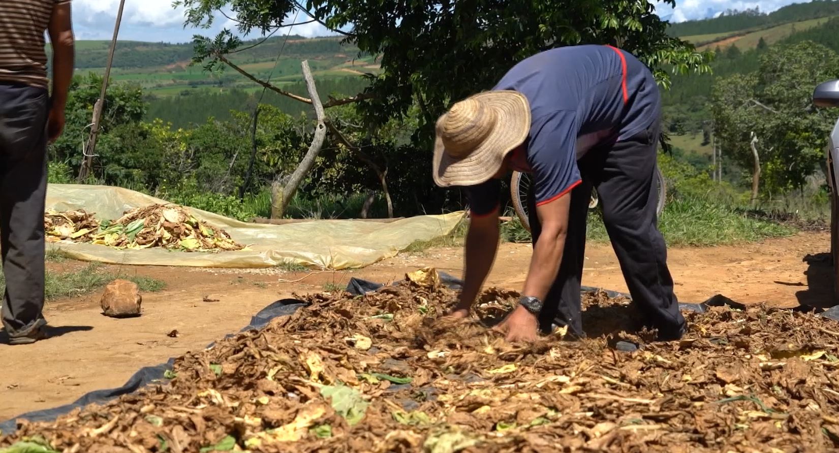 En vilo están los cultivadores de tabaco en Colombia porque no saben a ...