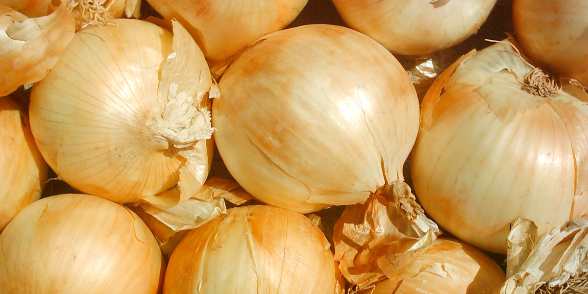 Una cebolla tiene cabezonas a las autoridades - Canal 1