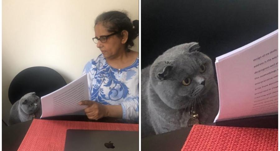 Los mejores memes del gato sorprendido con la profesora - Canal 1