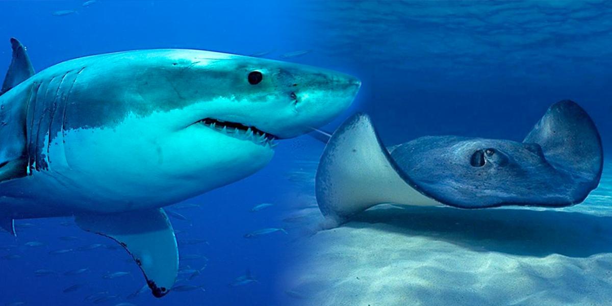 Gobierno buscará prohibir exportación e importación de tiburones ...