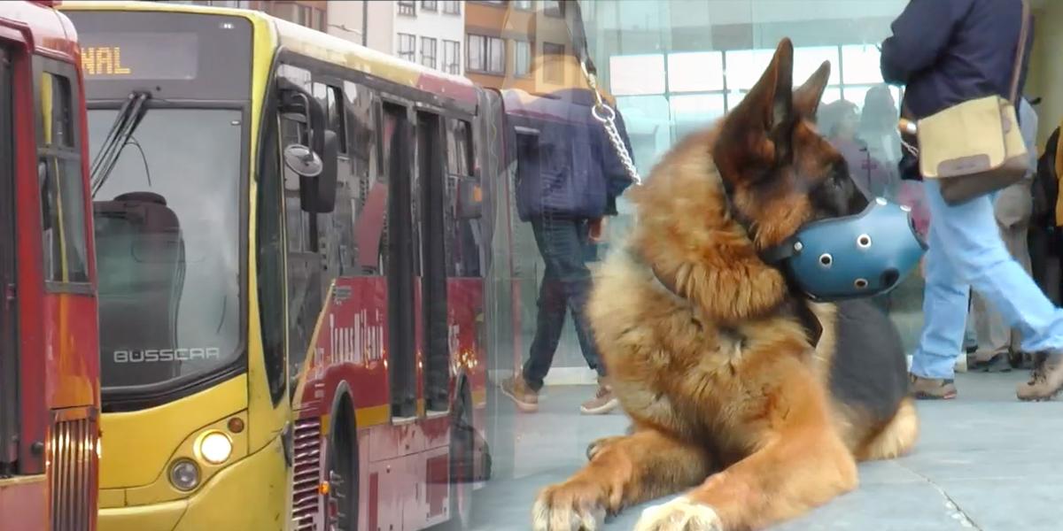 Se eliminarán los perros antievasión en los portales de Transmilenio ...