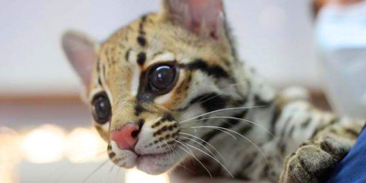 Así regresó a su hábitat un tierno tigrillo que fue atropellado en vías ...