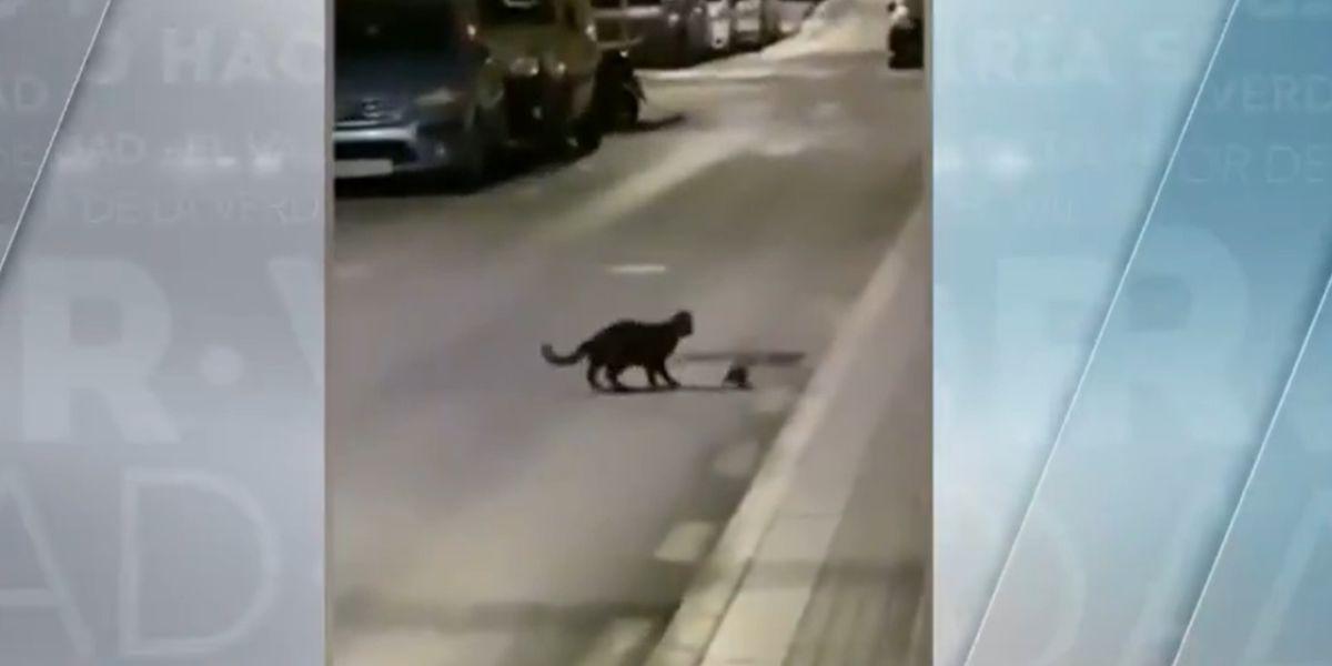 Video: Impresionante momento en que gato se enfrenta a rata hambrienta ...