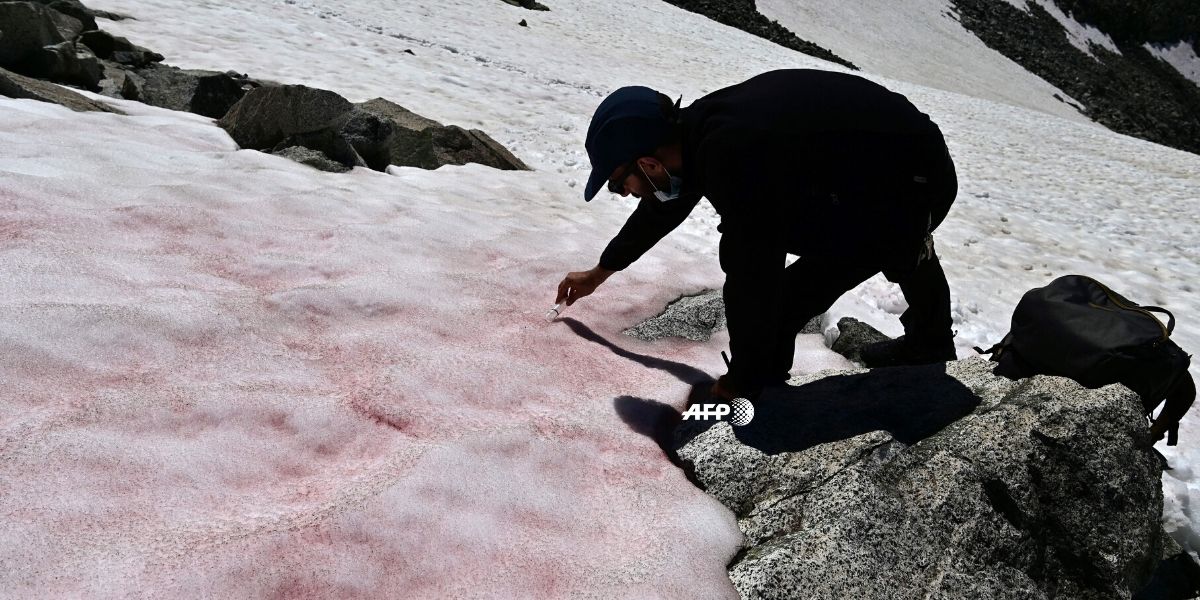 (Imágenes) ¿Nieve rosa? Estos son los efectos que estaría causando el ...