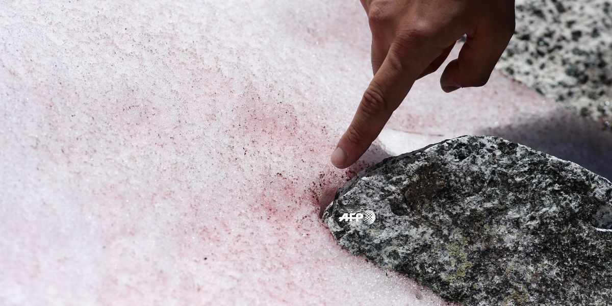 (Imágenes) ¿Nieve rosa? Estos son los efectos que estaría causando el ...