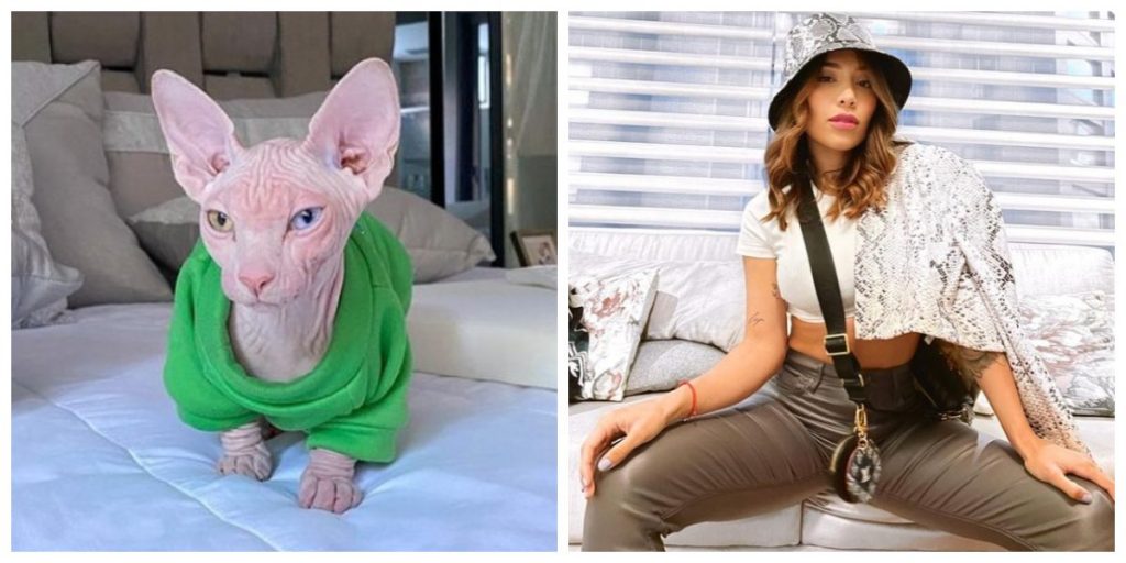 Luisa Fernanda W le puso gorra a su gato Bills - Canal 1 Luisa Fernanda W le puso gorra a su gato Bills - Canal 1