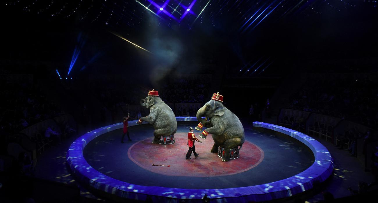 Elefantas circo pelea Rusia prohibición animales espectáculos - Canal 1