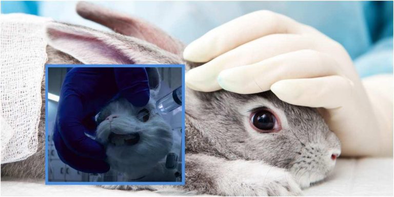 Video: Ralph, conejo que muestra horror del testeo con animales - Canal 1