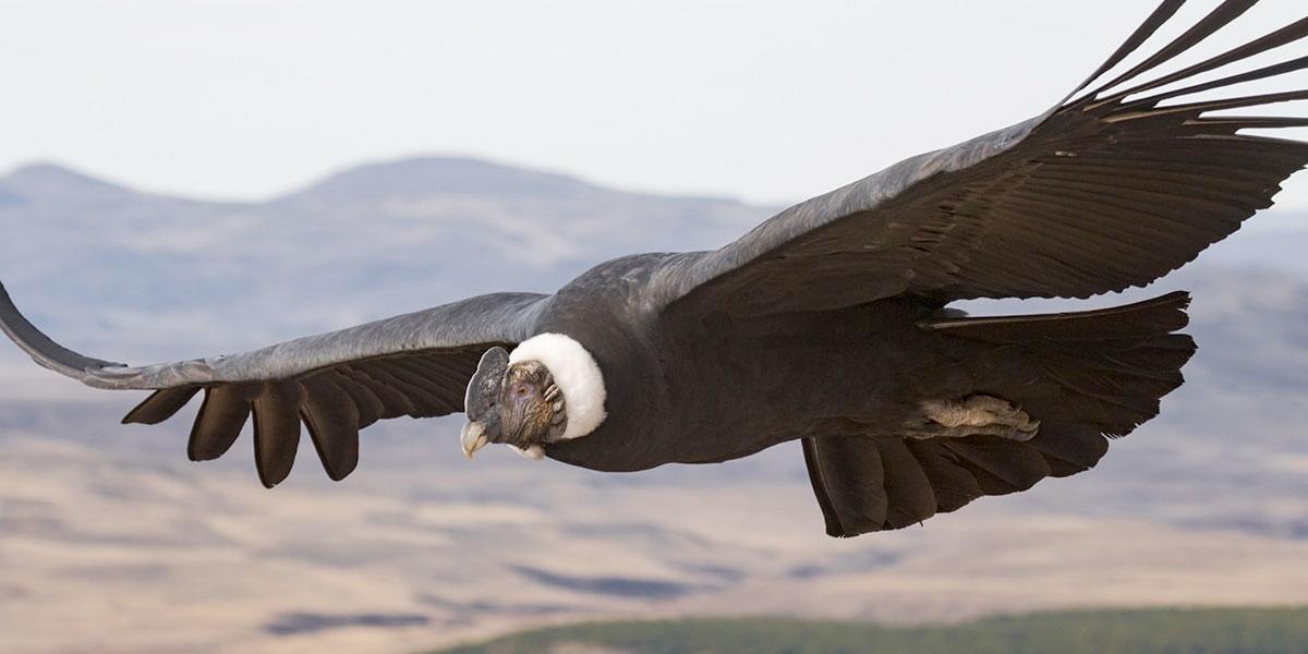 Solicitan medidas urgentes para evitar la extinción del cóndor de los ...