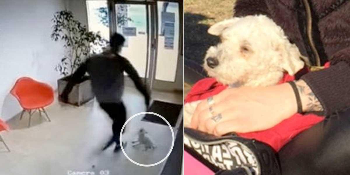 Envían a juicio a un árbitro de fútbol por patear a una perrita - Canal 1