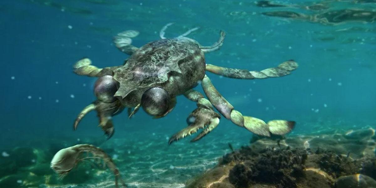 Hallan extraño cangrejo de 95 millones de años en Colombia - Canal 1