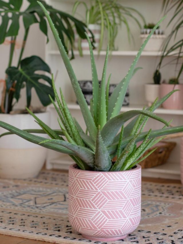 ¿Para qué sirve la sábila en la cara?