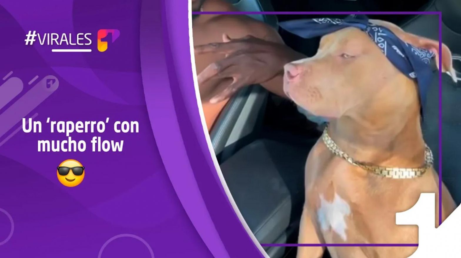 ‘Raperro’: perro se vuelve tendencia por su particular estilo y gusto ...