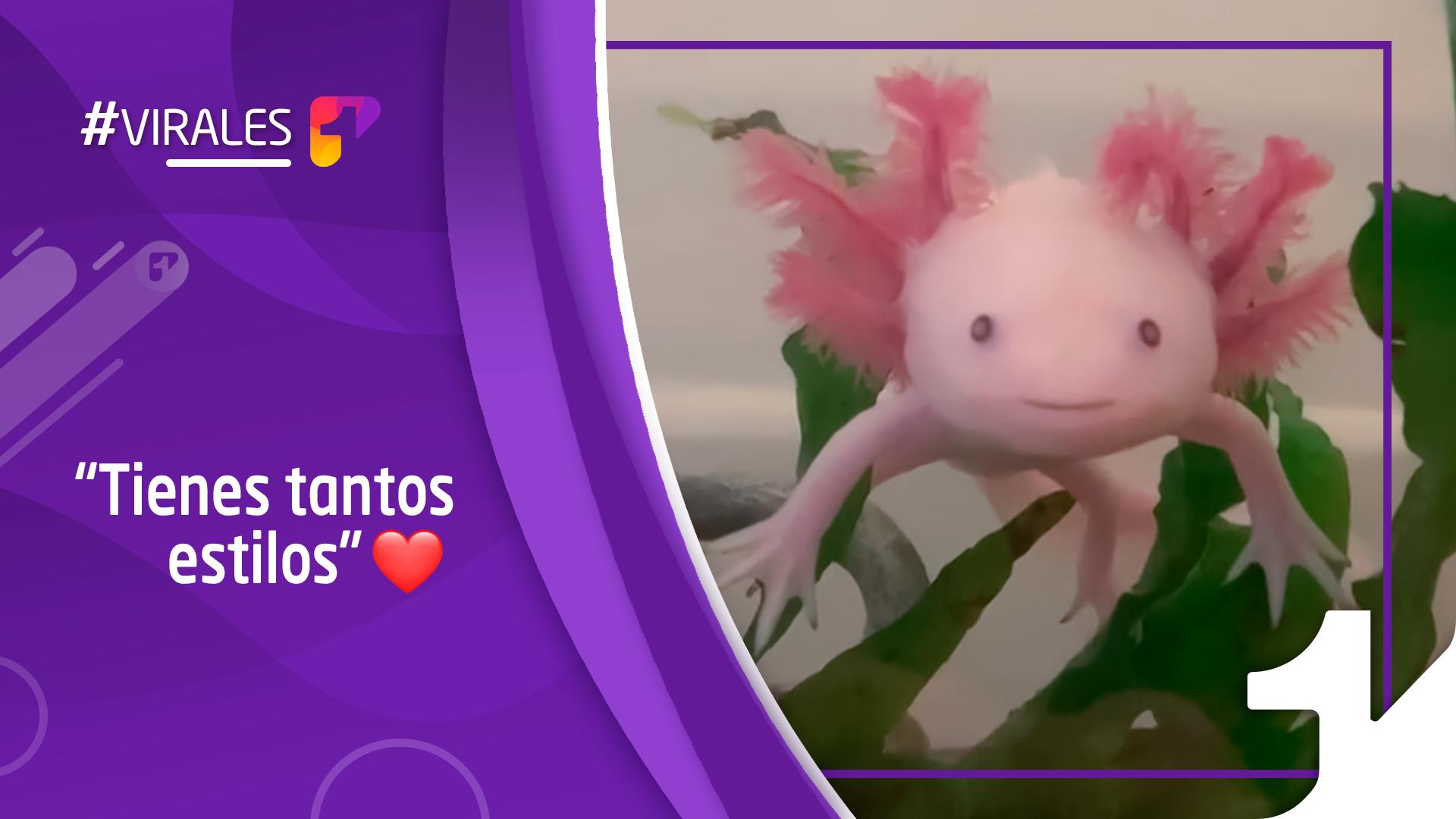 “Tienes tantos estilos”: un curioso ajolote es sensación en redes por ...