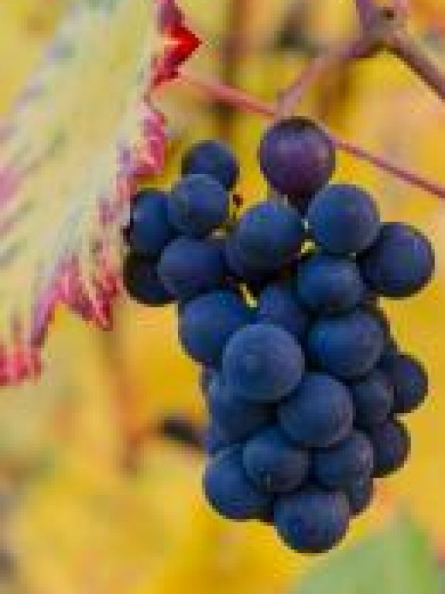 Beneficios de comer uvas - Canal 1