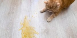 ¿Por qué mi gato tiene vómito? ¿Qué puedo hacer? - Canal 1