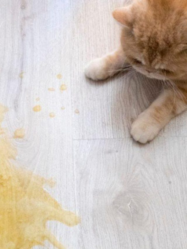 CAUSAS DEL VÓMITO EN LOS GATOS - Canal 1