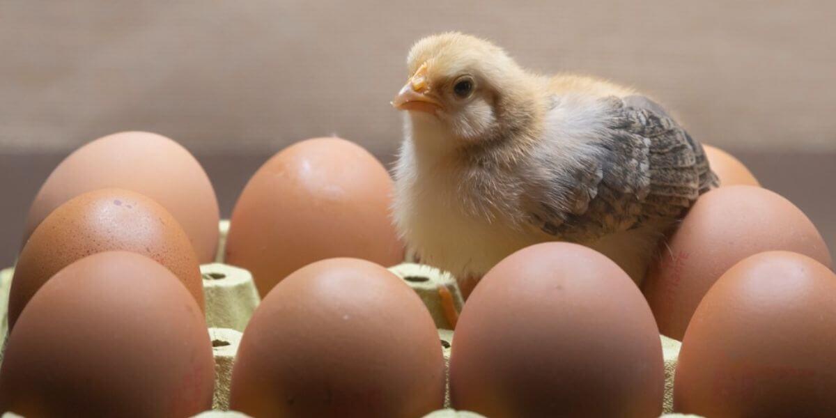 Mujer compró cubeta de huevos y le salió pollito vivo - Canal 1