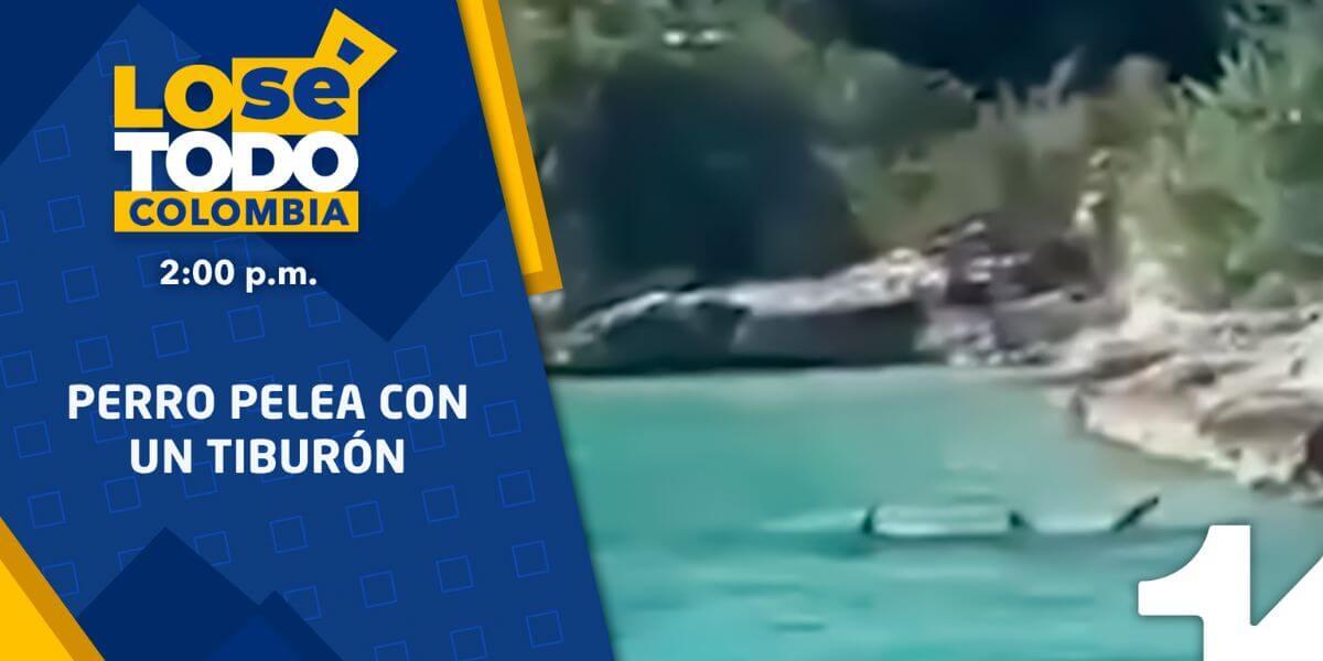 Perro pelea con un tiburón y se vuelven tendencia - Canal 1