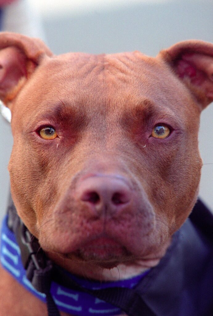 Perros Pitbull: El lado amable de los peludos - Canal 1