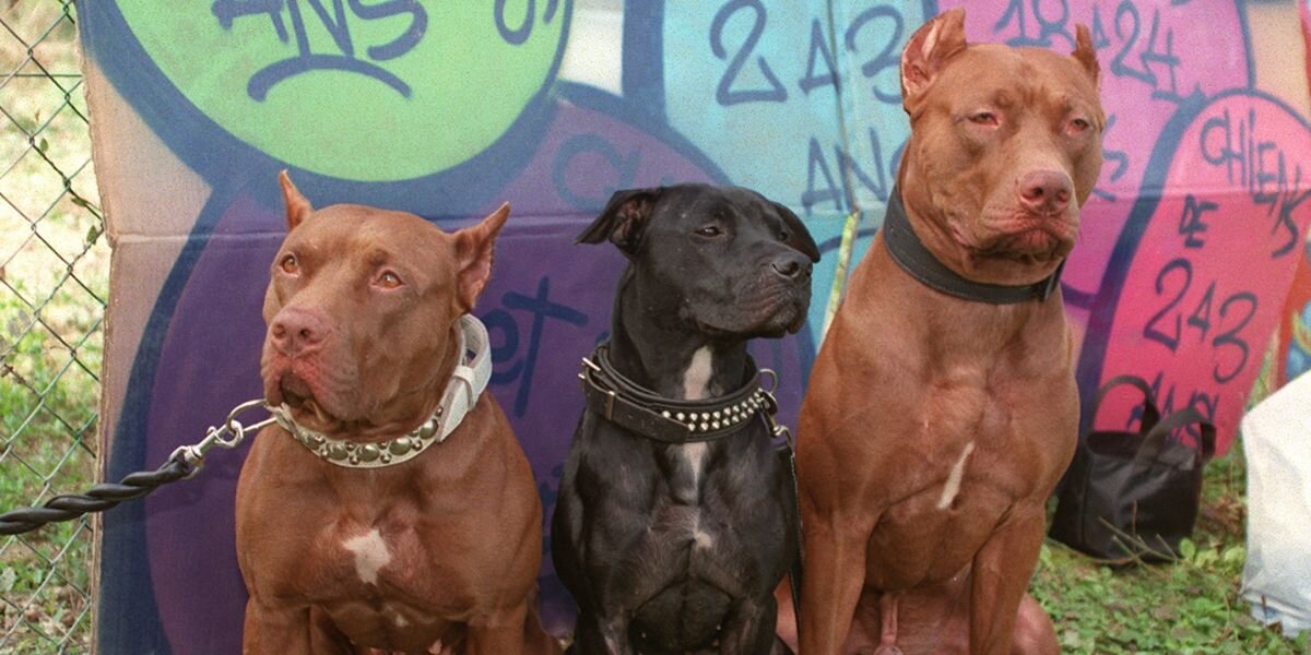 Perros Pitbull: El lado amable de los peludos - Canal 1