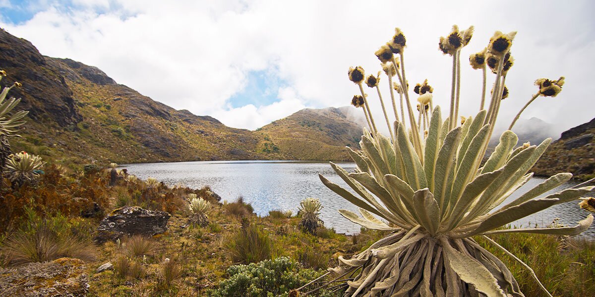 Colombia gana millonario pleito a la canadiense Red Eagle para prohibir ...