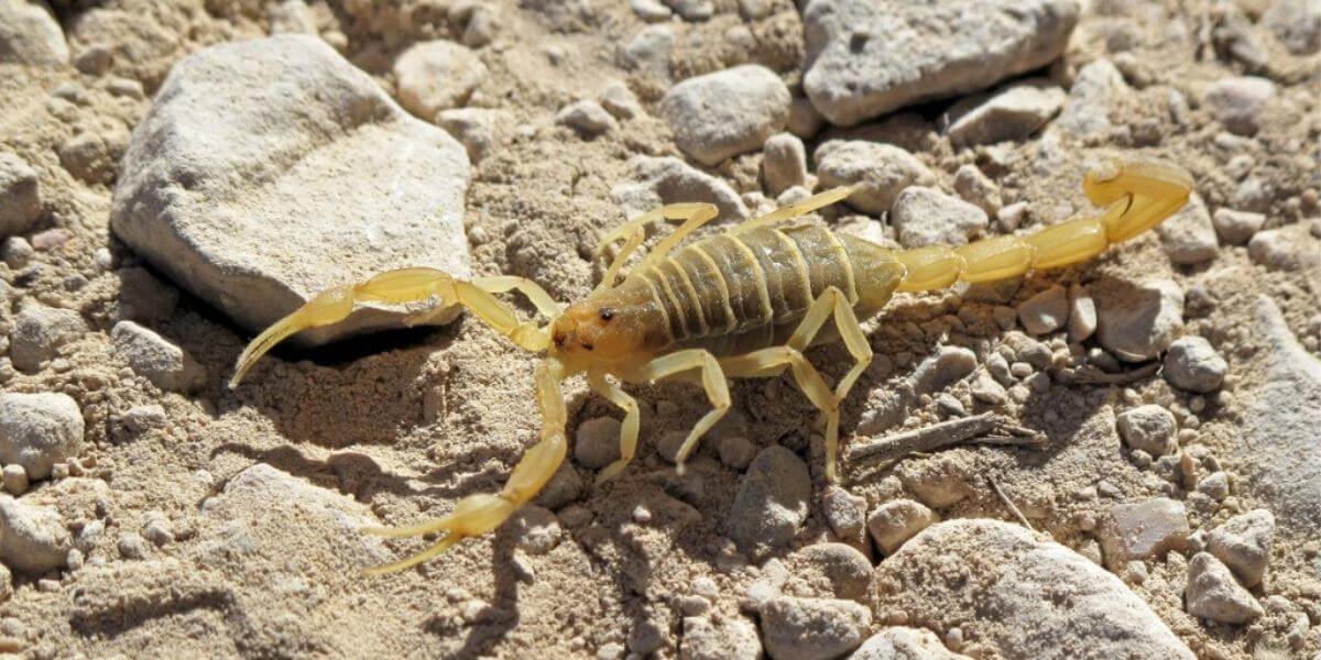 Lo que significa soñar con alacranes - Canal 1