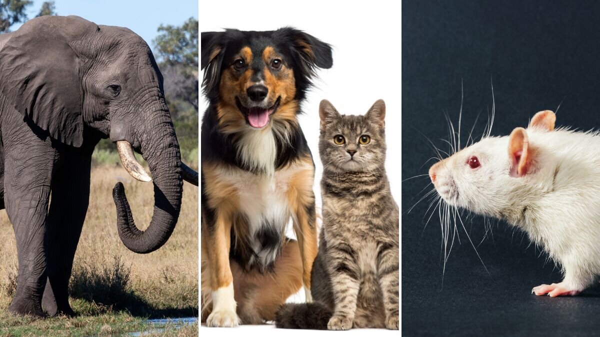 Día Mundial de los Animales: ¿cuáles son los más inteligentes? - Canal 1