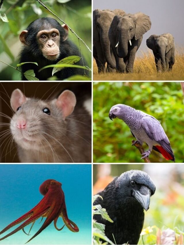 Lo animales más inteligentes según la ciencia - Canal 1