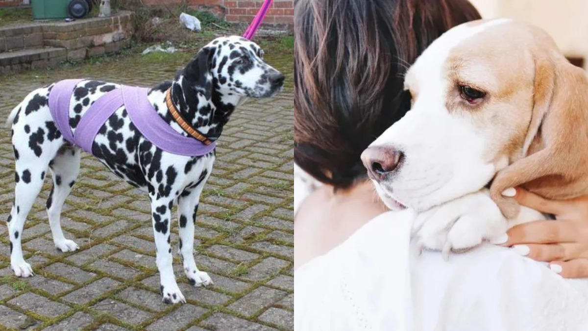 Método Tellington TTouch: proceso que ayuda a calmar a mascotas - Canal 1