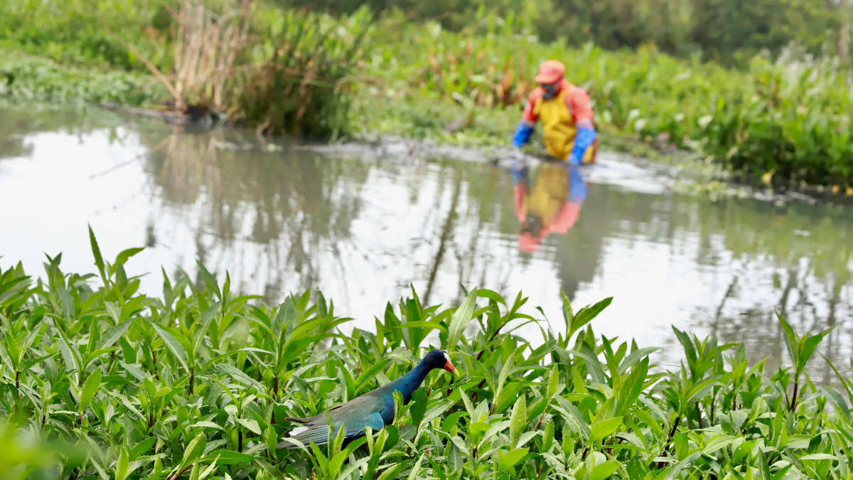 Día Mundial de Humedales: claves para proteger la biodiversidad - Canal 1