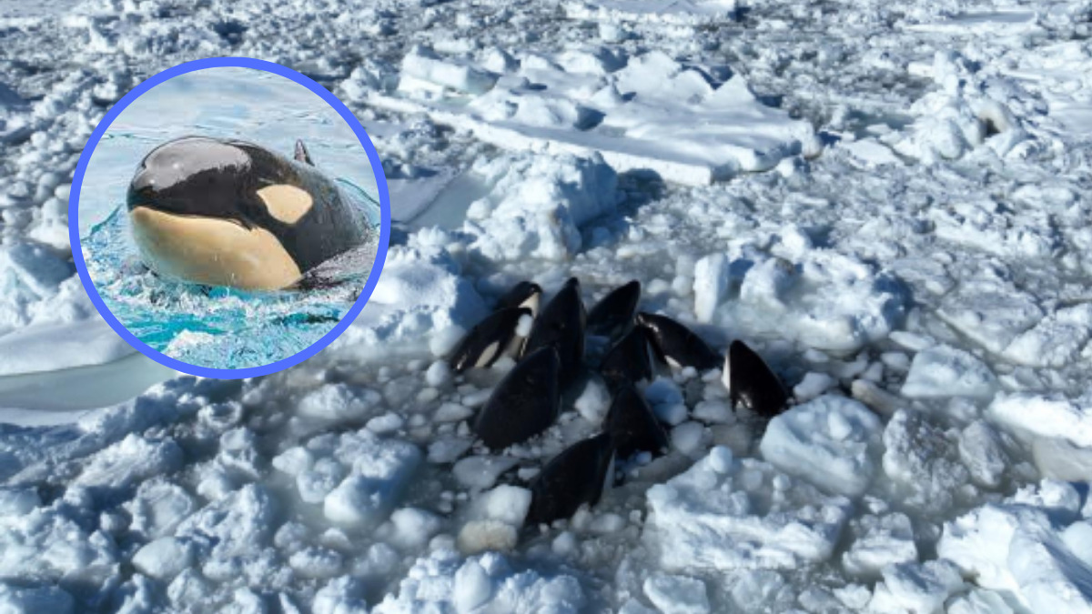 Una manada de orcas que quedó atrapada en Japón fue rescatada - Canal 1