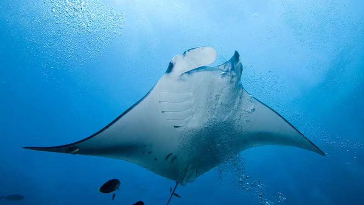 ¿Mantarraya embarazada de un tiburón? El extraño caso de Charlotte en ...