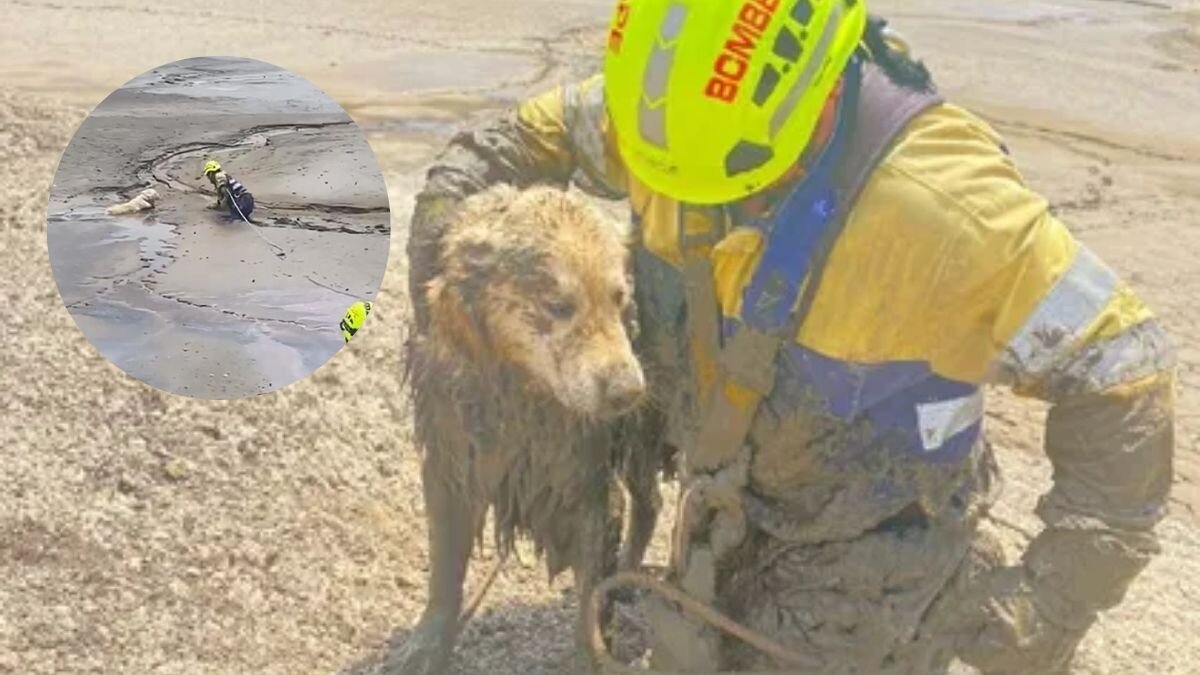 En video queda registrada la heroica operación de bomberos para salvar ...