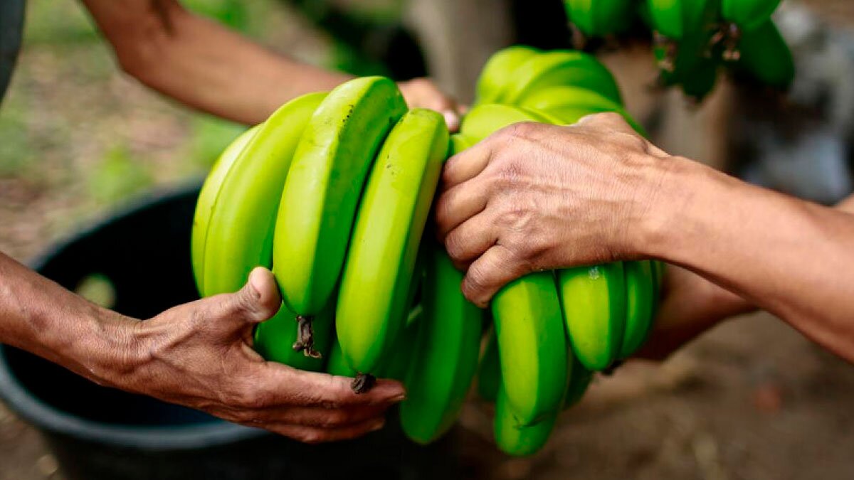 Los preocupantes efectos de la sequía en la primera cosecha bananera ...