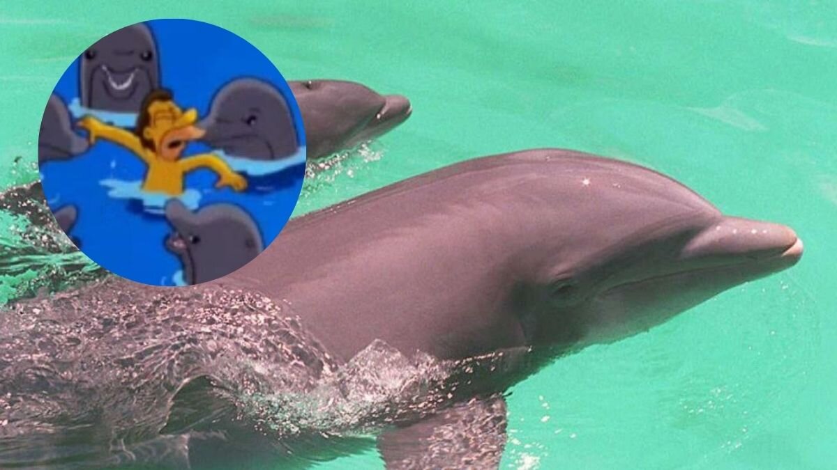 Los Simpson lo predijeron: delfines atacaron y mordieron a los bañistas ...