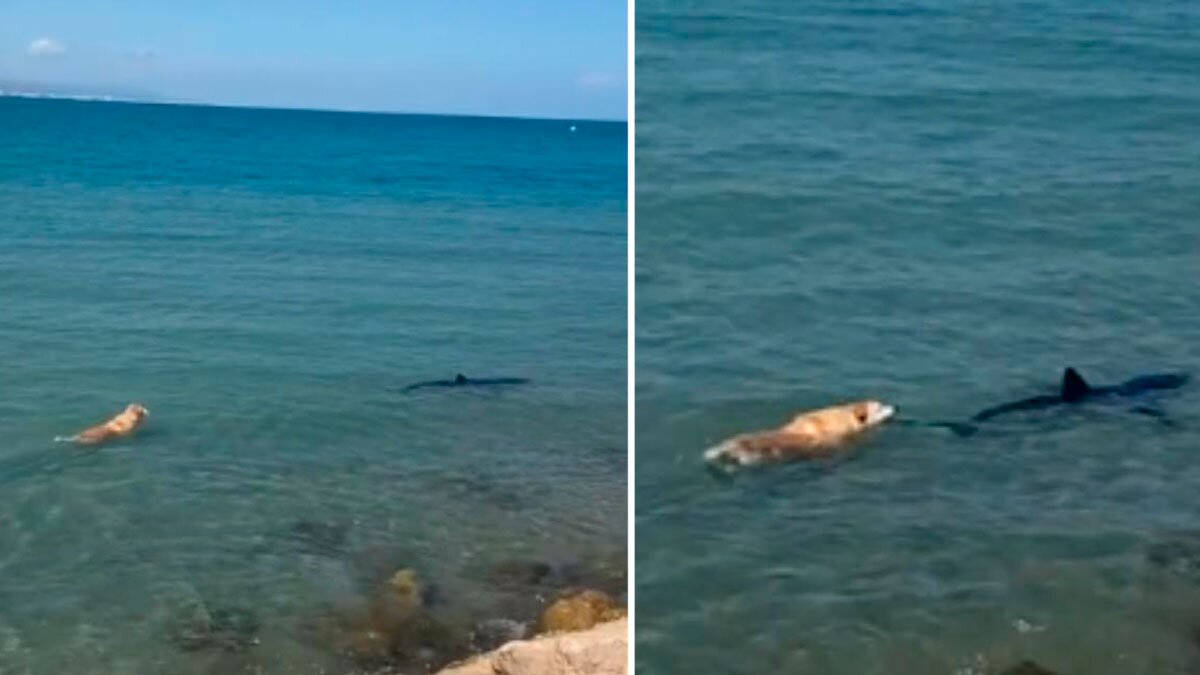 Video | Perrito en una playa desafía las olas para acercarse a un ...