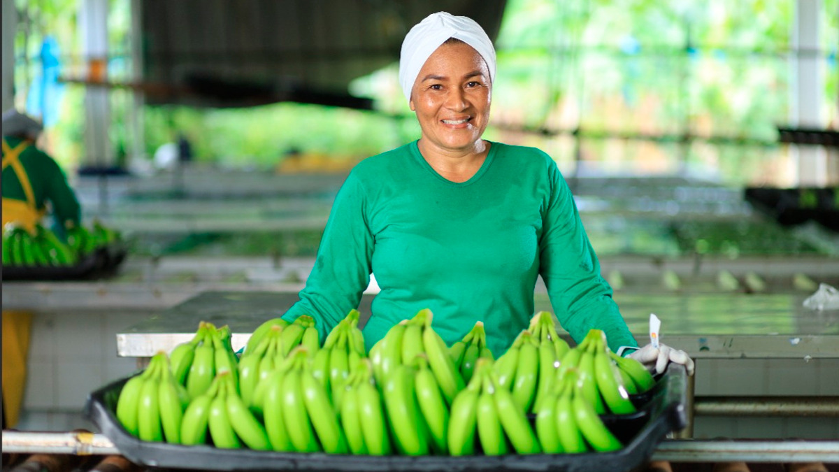 El banano colombiano, en su mejor momento: exportaciones aumentan en un ...