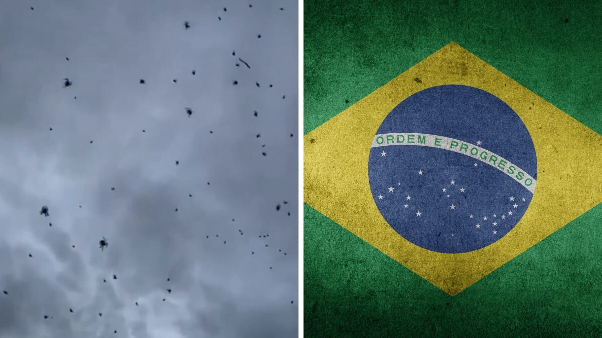 Video | ‘Lluvia de arañas’ en Brasil: ¿qué se sabe del extraño fenómeno ...