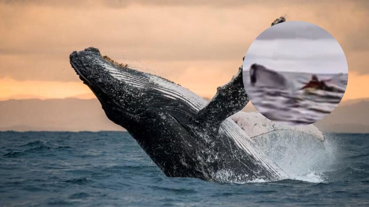 Video | Joven contó atroz experiencia que vivió con una ballena: se lo tragó y lo escupió - Canal 1
